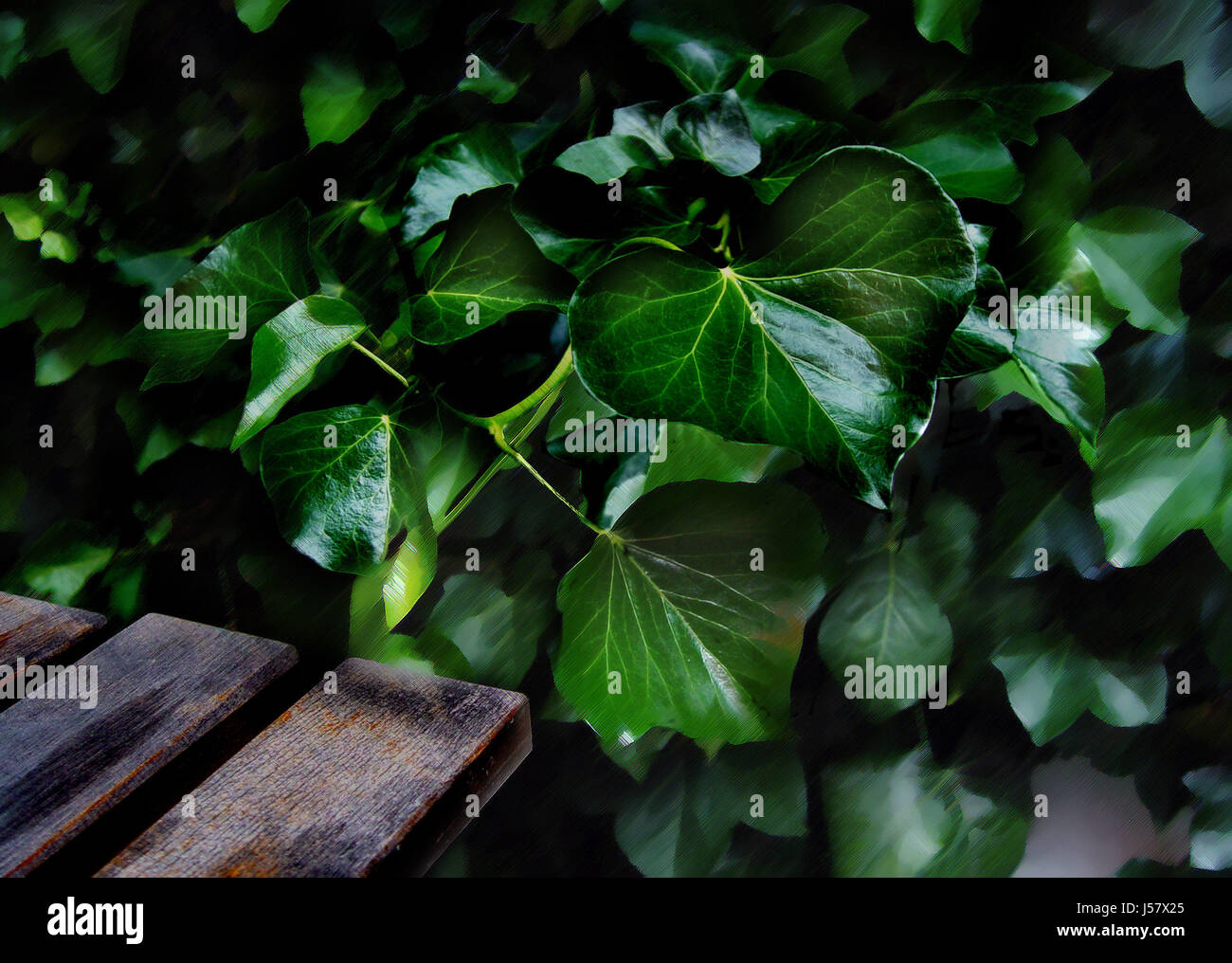 the ivy leaf Stock Photo - Alamy