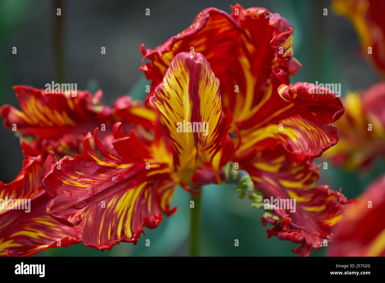 Tulipa texas flame hi-res stock photography and images - Alamy