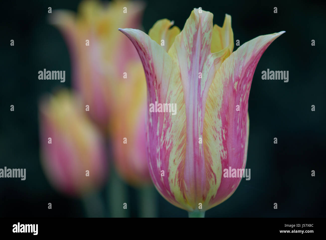 Pink and yellow tulip tulips Mona Lisa flower shaped like a cup for red ...