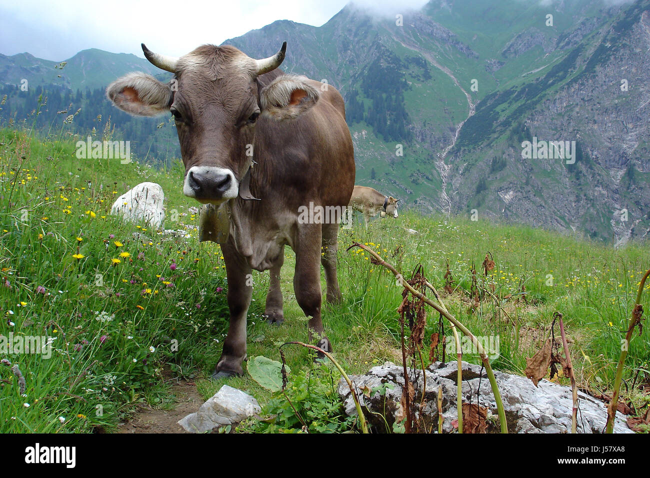 on the alm Stock Photo - Alamy