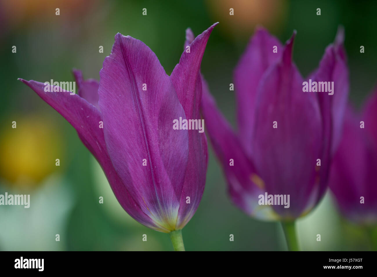 Purple violet tulip flower flowers close up Tulipa tulip Maytime flower ...