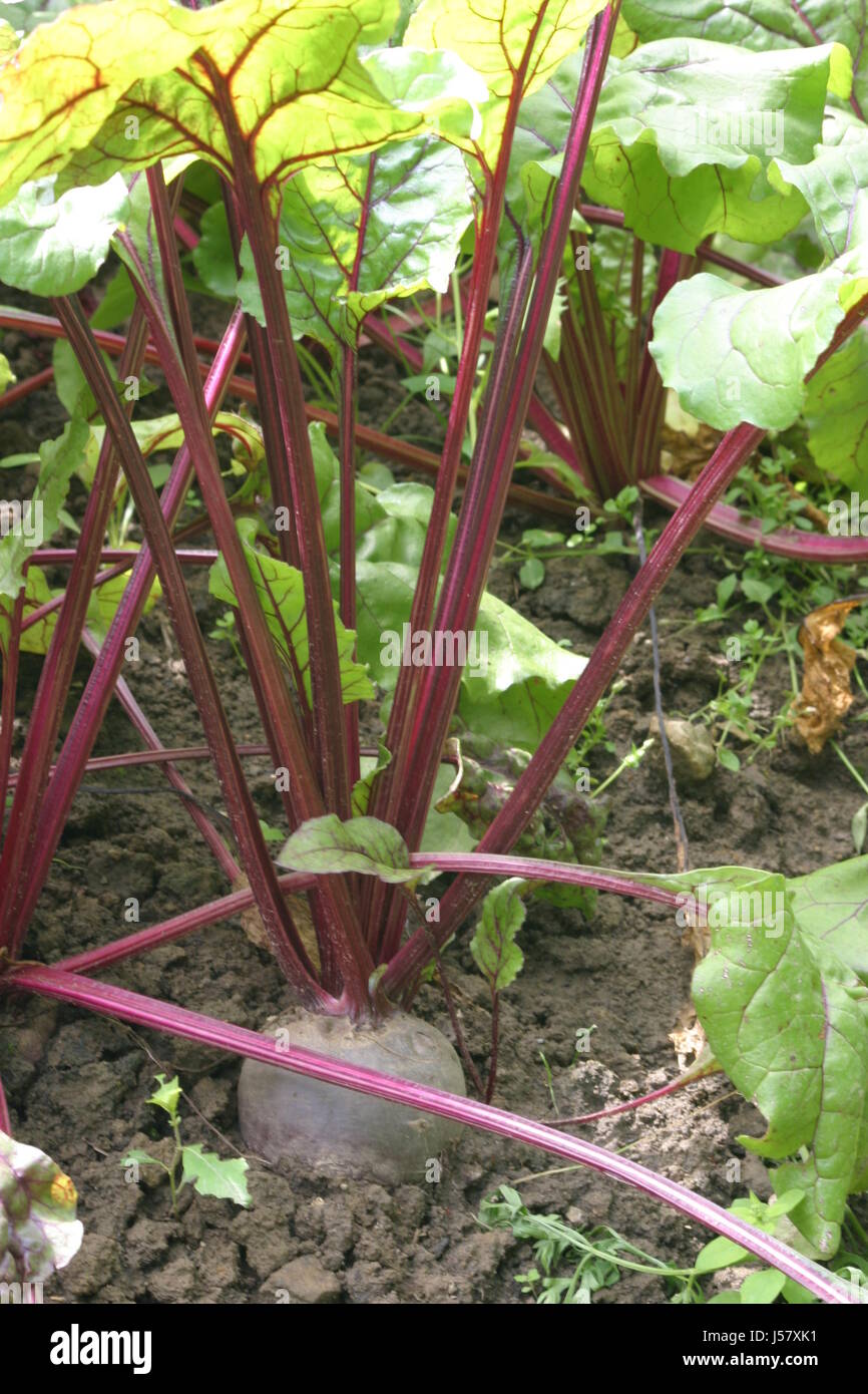 Beta vulgaris var conditiva hi-res stock photography and images - Alamy