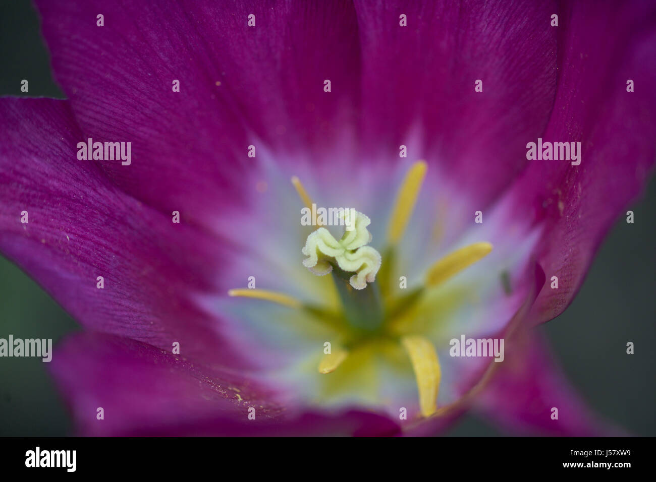 Close up tulipa maytime flower hi-res stock photography and images - Alamy