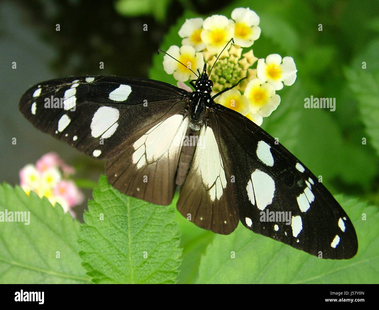 butterfly pur 1 Stock Photo - Alamy