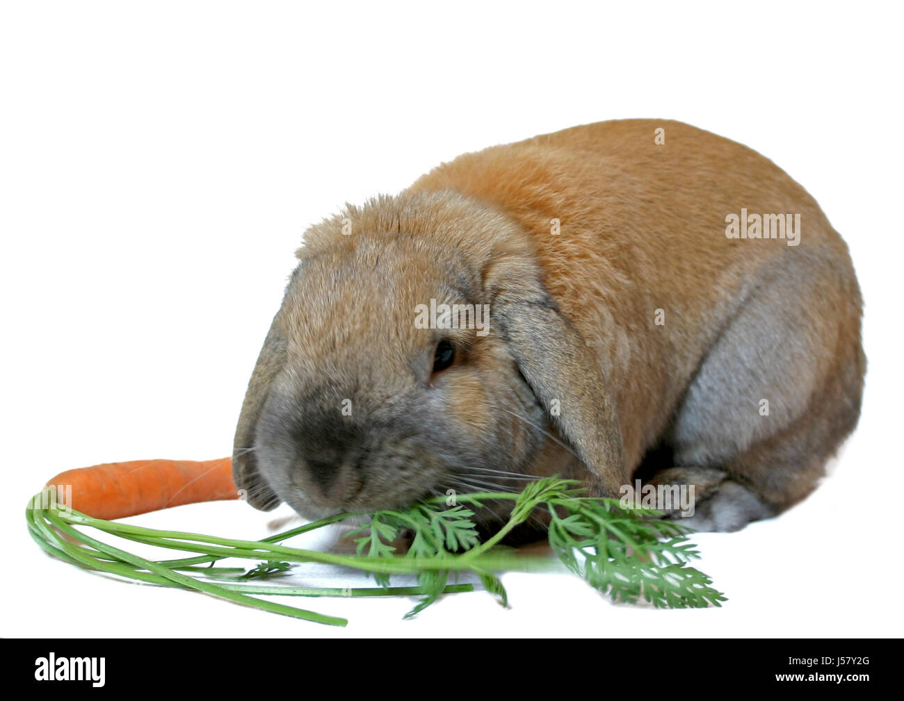 Zwergwidder Cut Out Stock Images & Pictures - Alamy