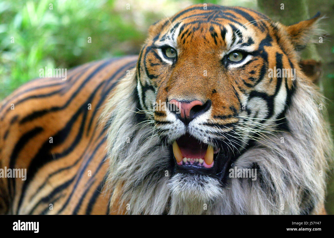 Tiger looking menacing hi-res stock photography and images - Alamy