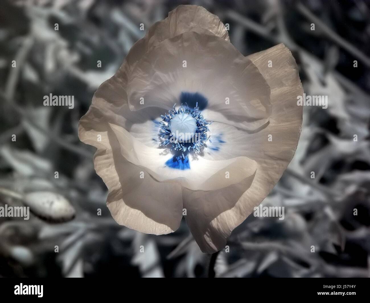 Farbinfrarot hi-res stock photography and images - Alamy