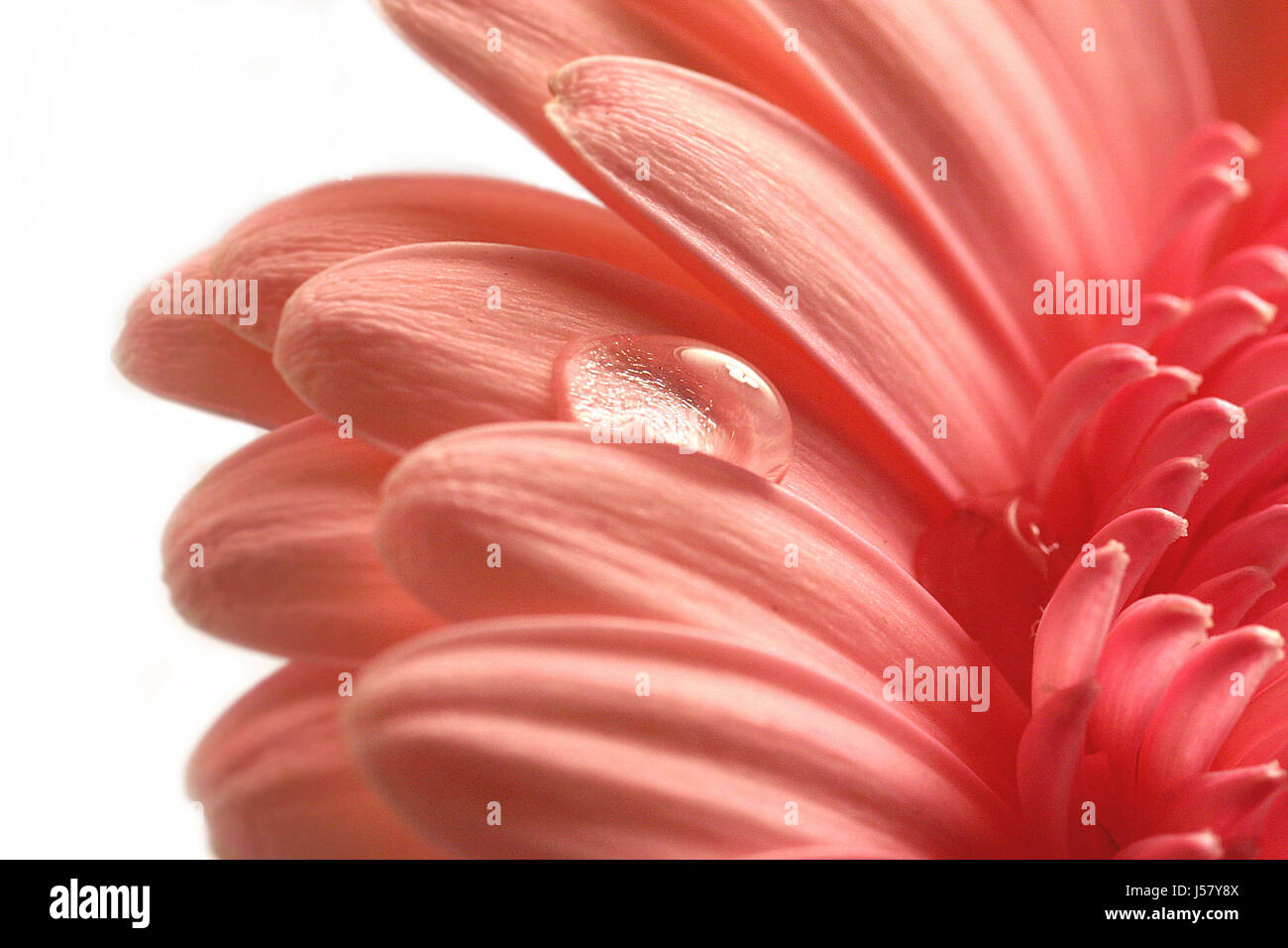 Tear the petals hi-res stock photography and images - Alamy