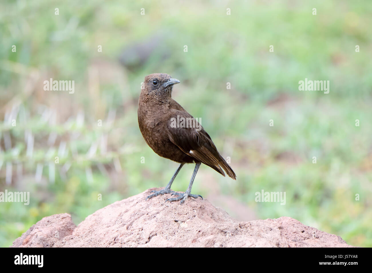 Northen Anteater-Chat (Myrmecocichla aethiops) In Wet Grassy & Rocky ...