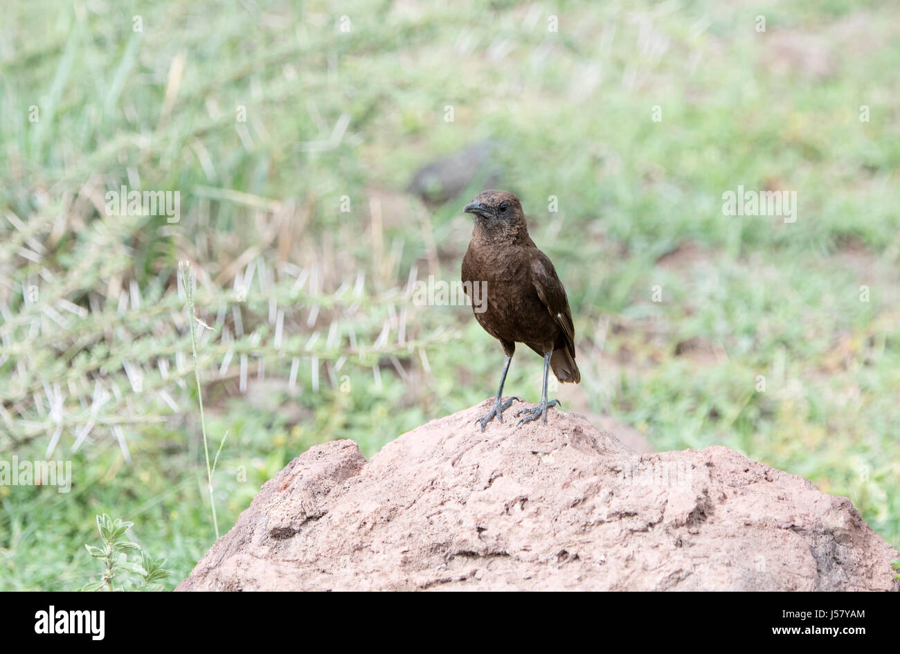 Northen Anteater-Chat (Myrmecocichla aethiops) In Wet Grassy & Rocky ...