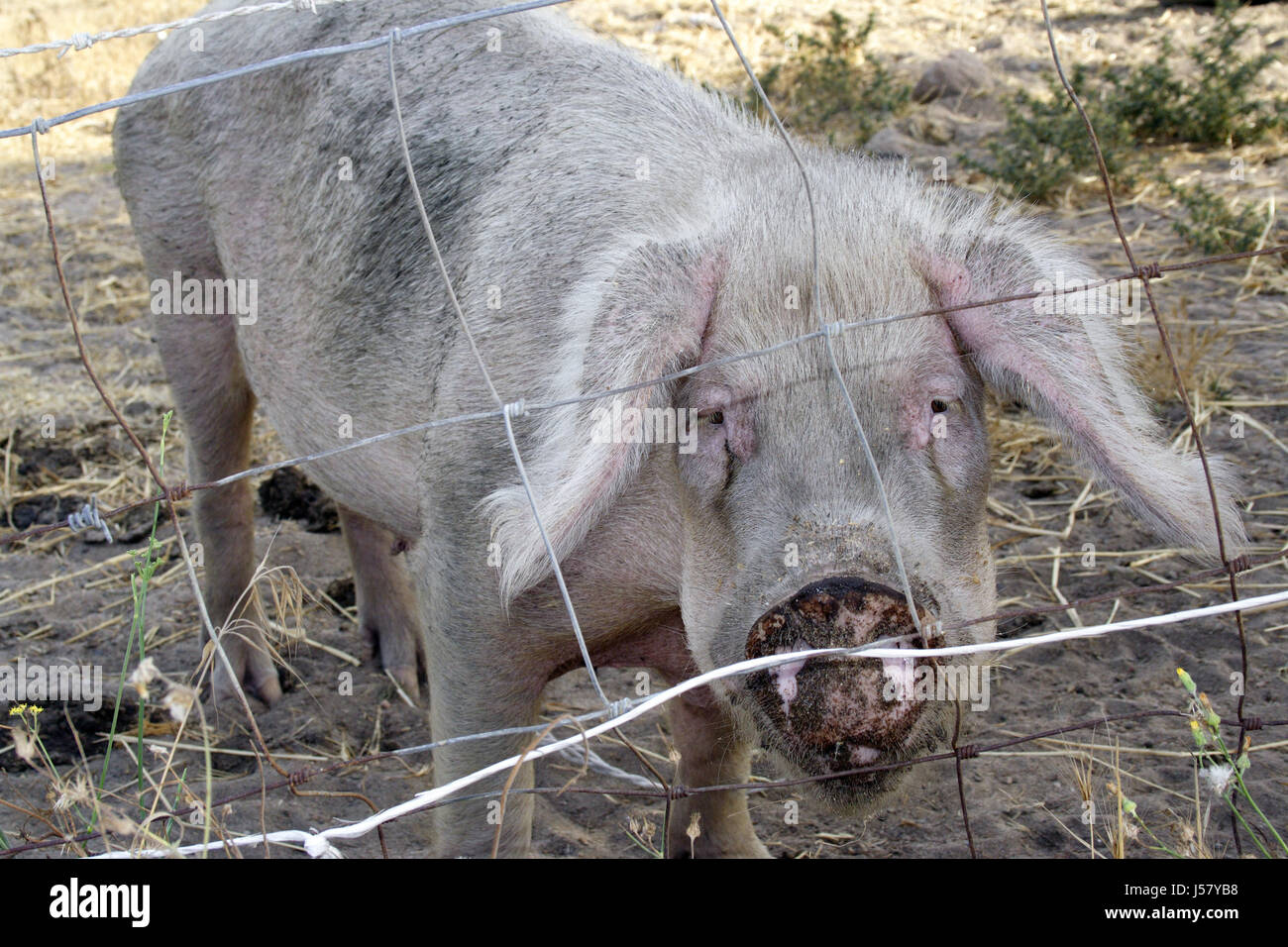 food aliment agriculture farming sad fence mud lucky luck pig grating ...