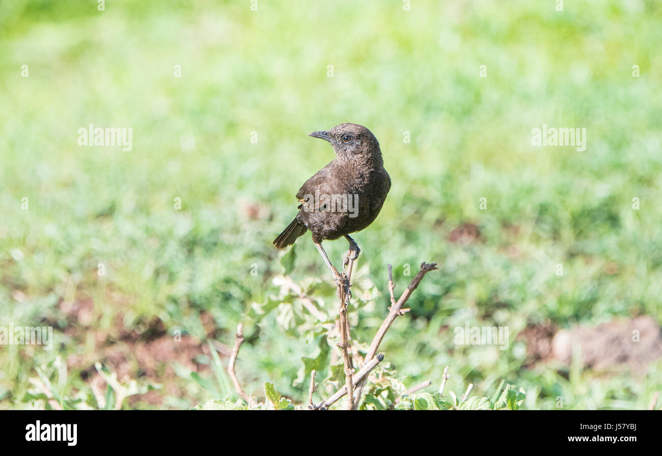 Northen Anteater-Chat (Myrmecocichla aethiops) In Wet Grassy & Rocky ...