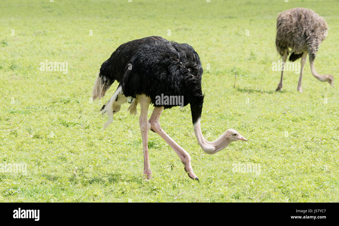 Ostrich on grasslands hi-res stock photography and images - Alamy