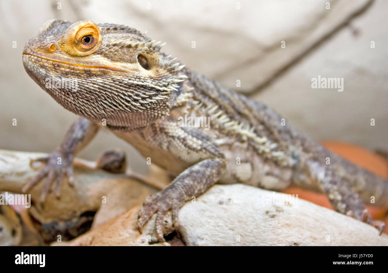 Desert agame hi-res stock photography and images - Alamy
