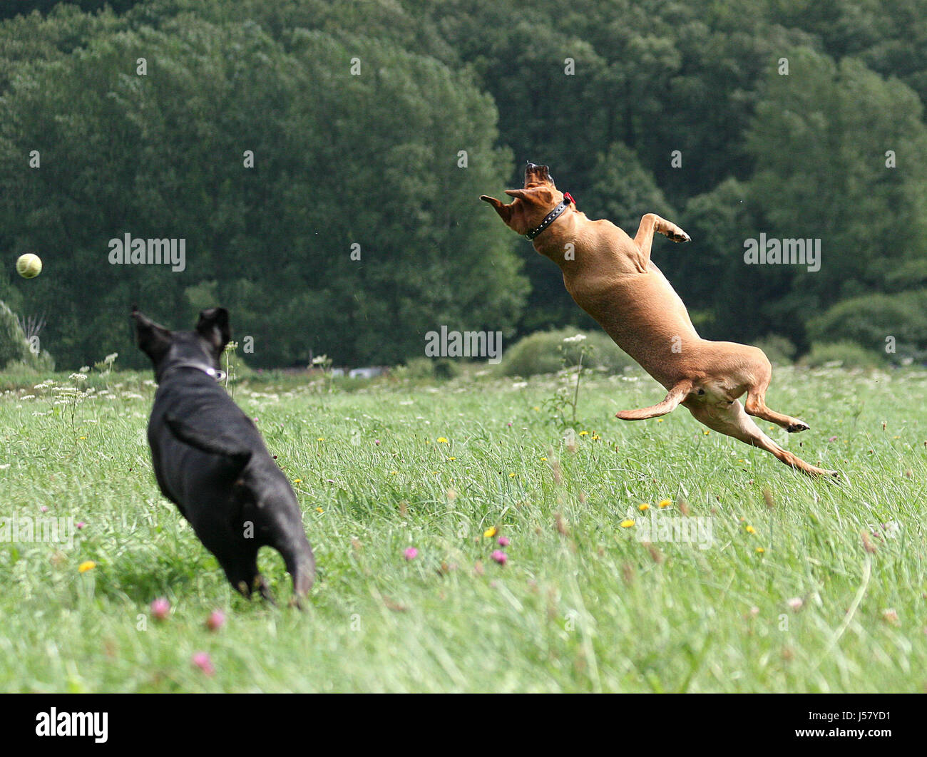 who let the dogs out Stock Photo - Alamy