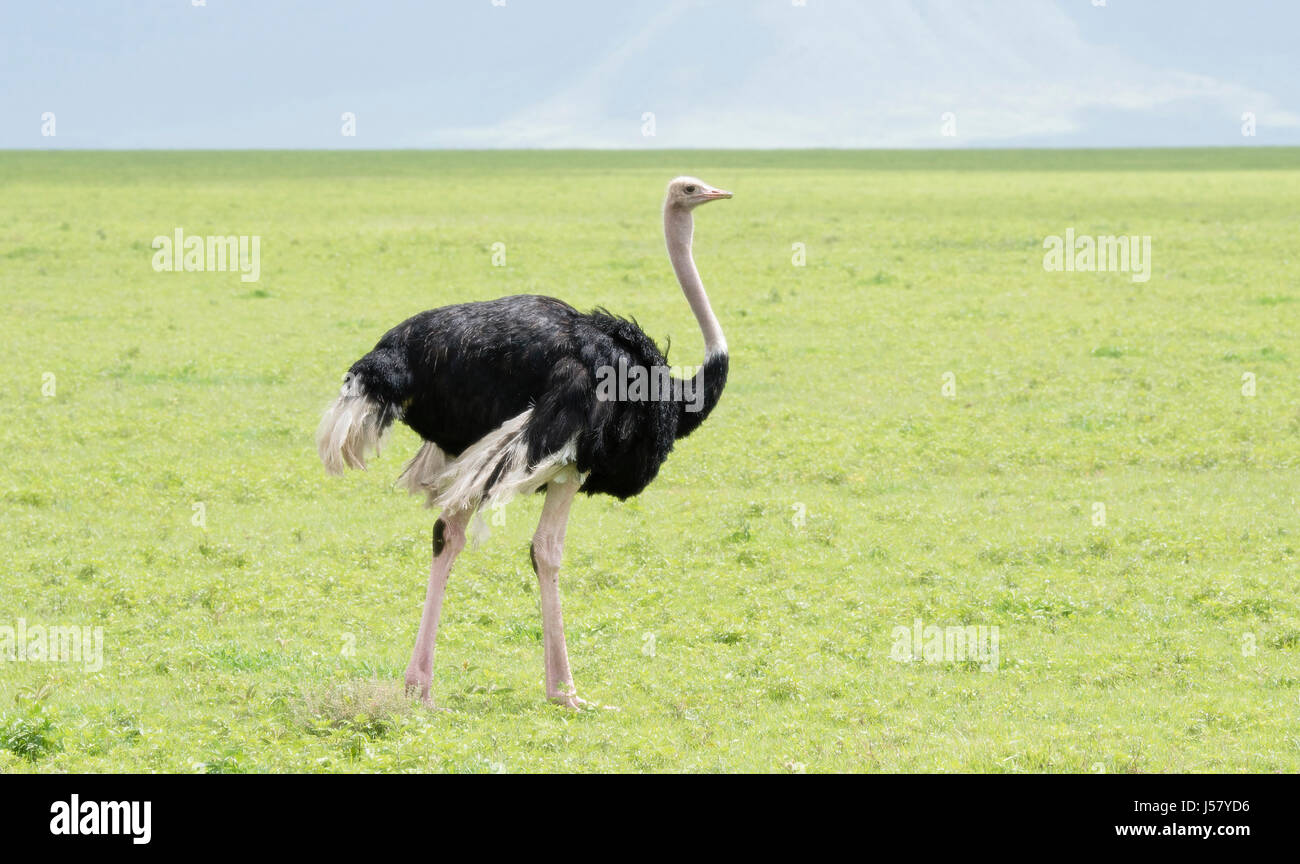 Ostrich on grasslands hi-res stock photography and images - Alamy