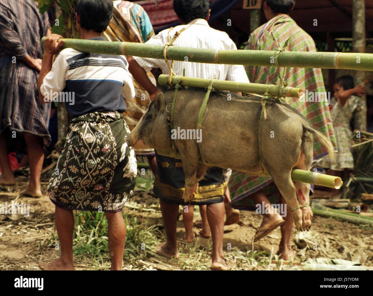 Carry, pig, man hi-res stock photography and images - Alamy