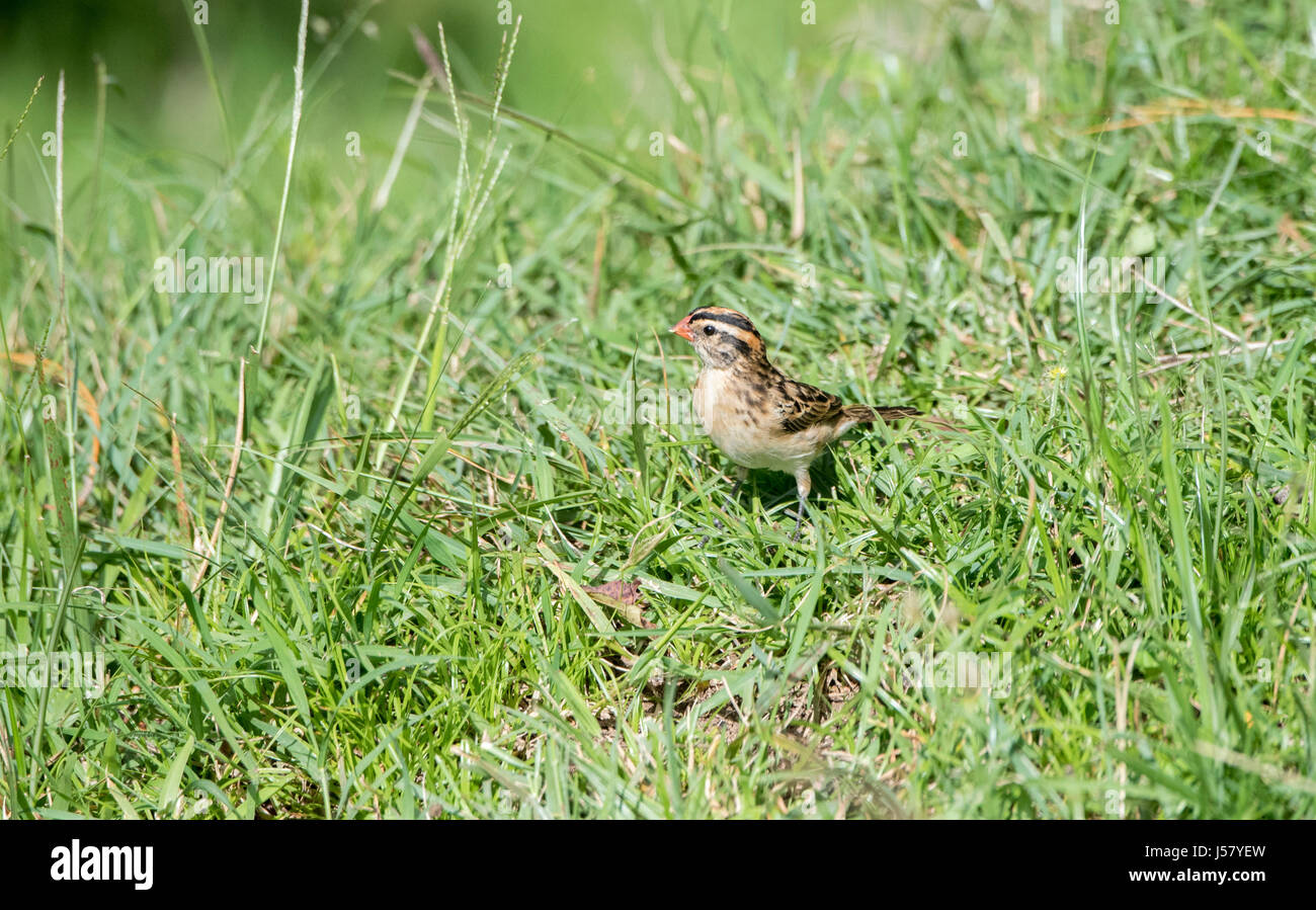 Female Pin-tailed Whydah (Vidua macroura) Perched on a Branch in ...