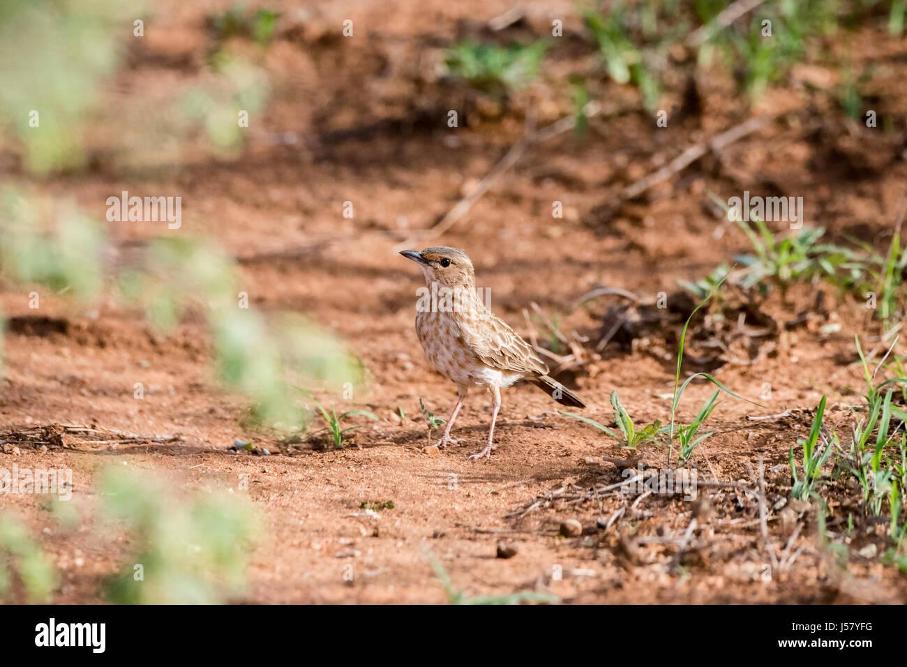 Pink-breasted Lark (Calendulauda poecilosterna) on Red Dirt in Western ...