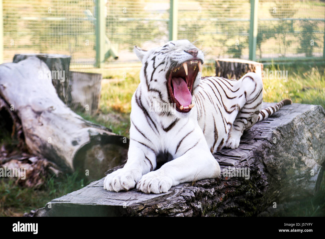 A white albino tiger yawns showing his dangerous teeth Stock Photo - Alamy