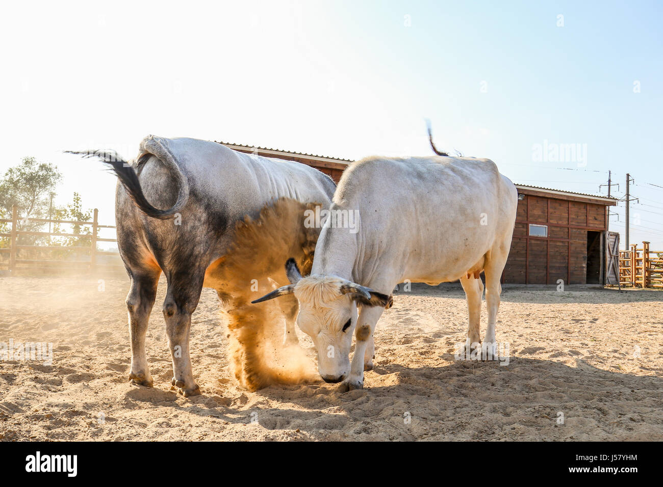 A bull and a cow on a sweet date at the farm. The bull rises hoof and ...