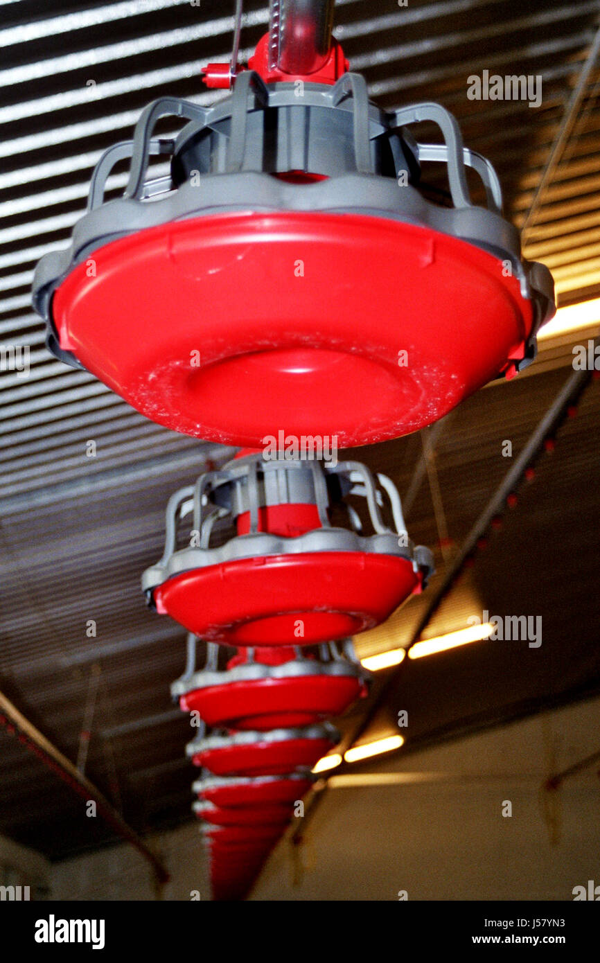 detail fodder silver poultry chicken eggs trough hods red geflgelstall ...