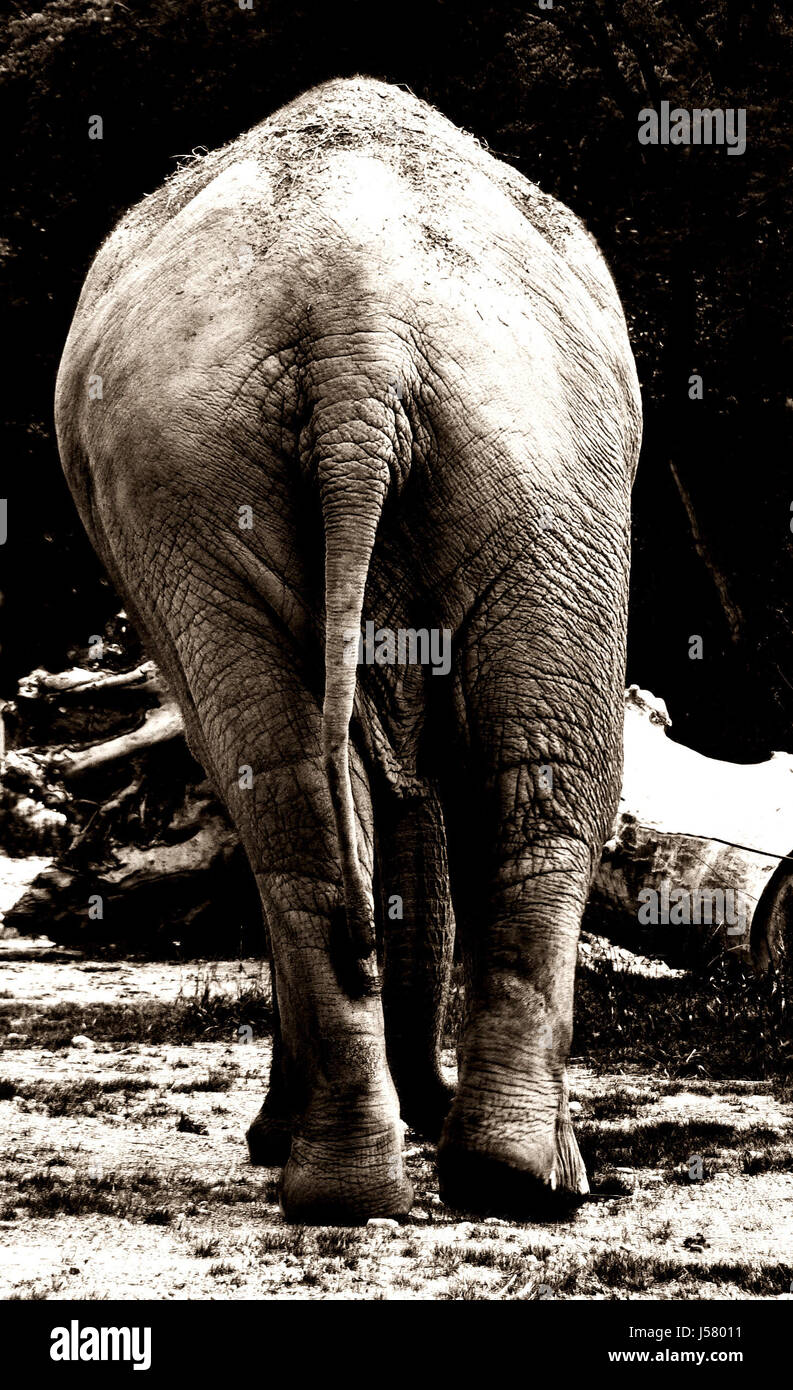abandon go away depart disappear vanishing elephant bw back rear view ...