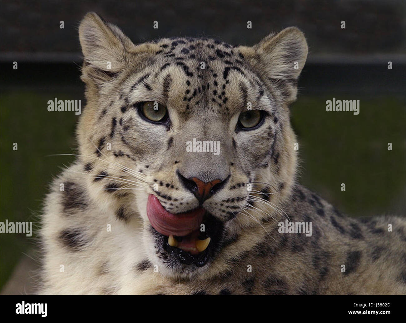 profile animal mammal mouth teeth tongue predator cub baby cat big cat ...