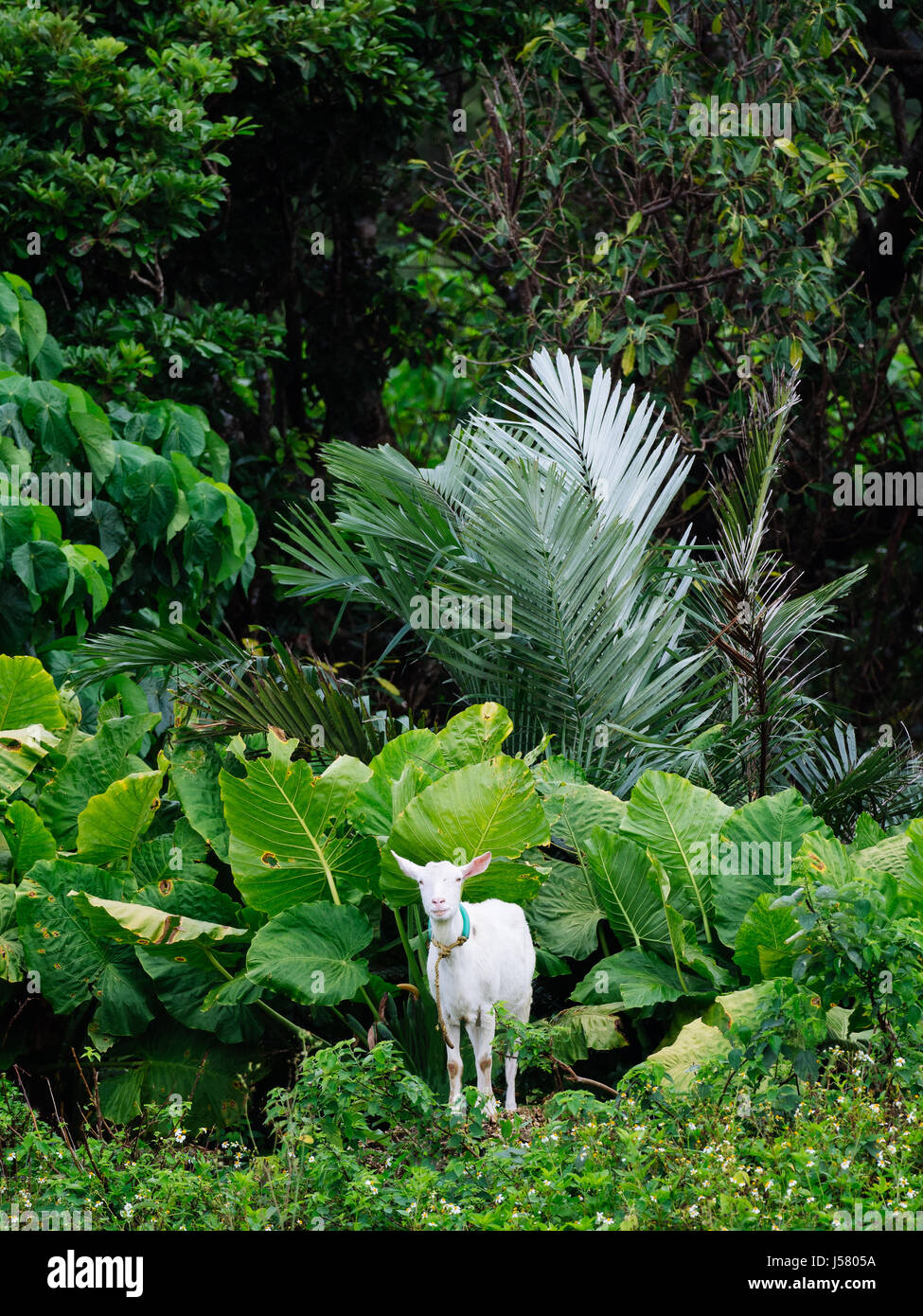 Goat and Jungle Stock Photo - Alamy