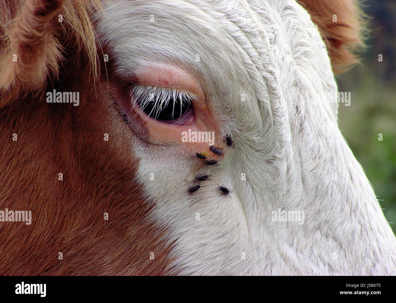 bull eye organ look glancing see view looking peeking looking at cow ...