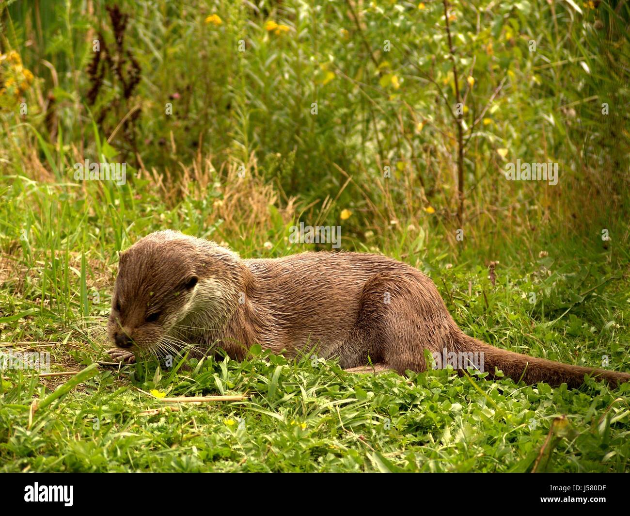 Lone otter hi-res stock photography and images - Alamy