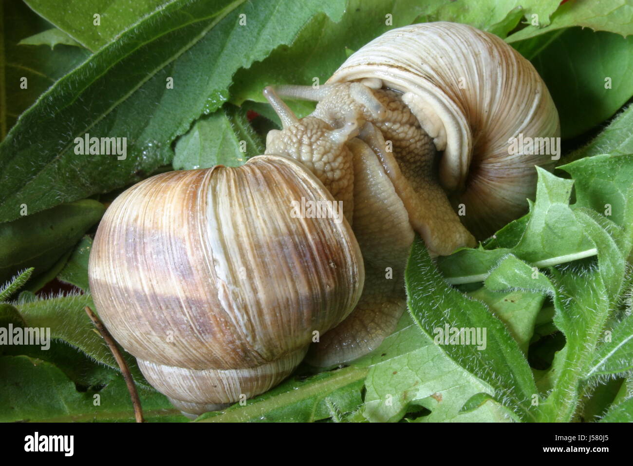 snug escargots snail shell slow speed velocity mating mate ...