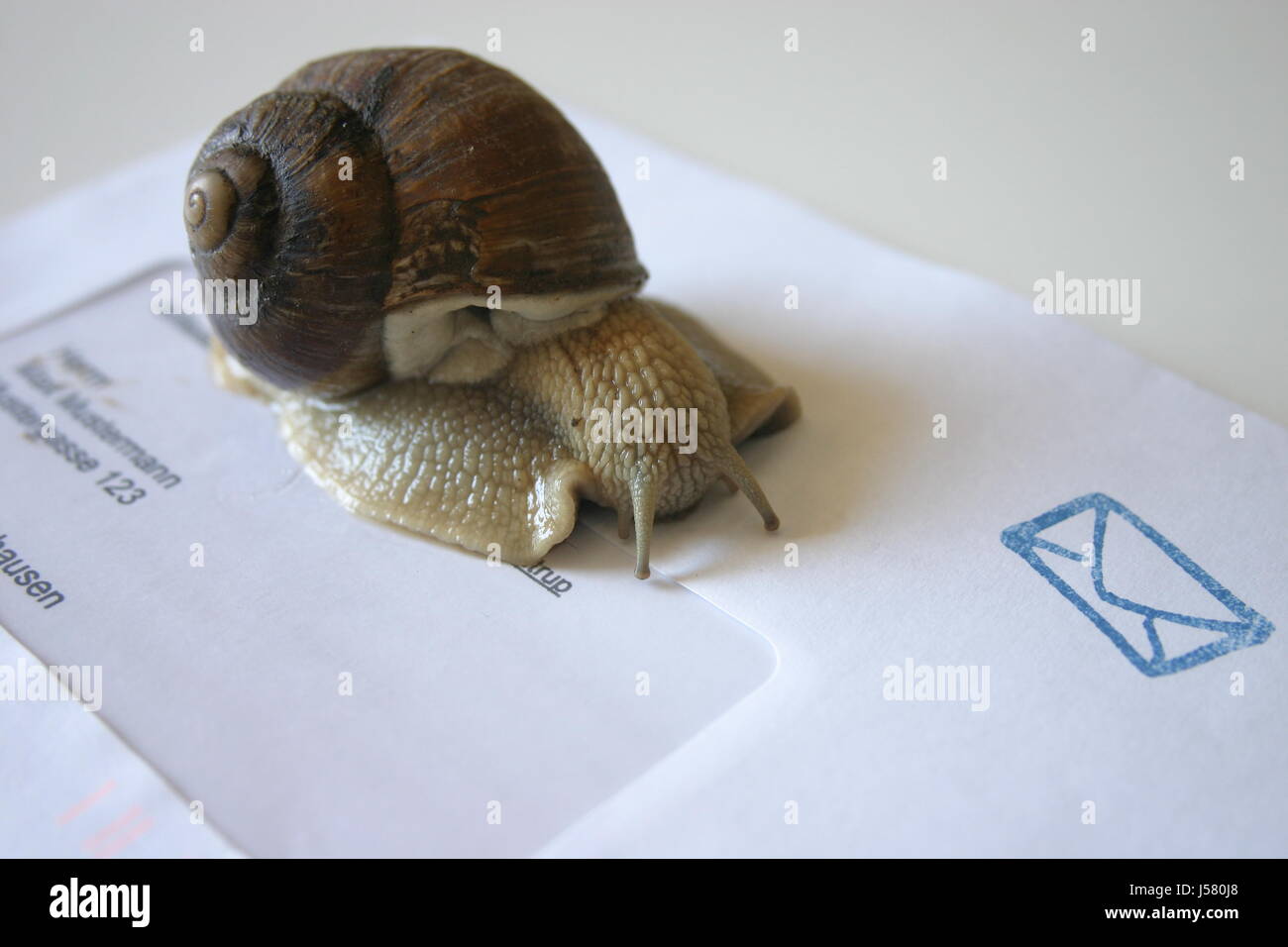 snug snail escargots edible snail letter mail slow speed velocity ...