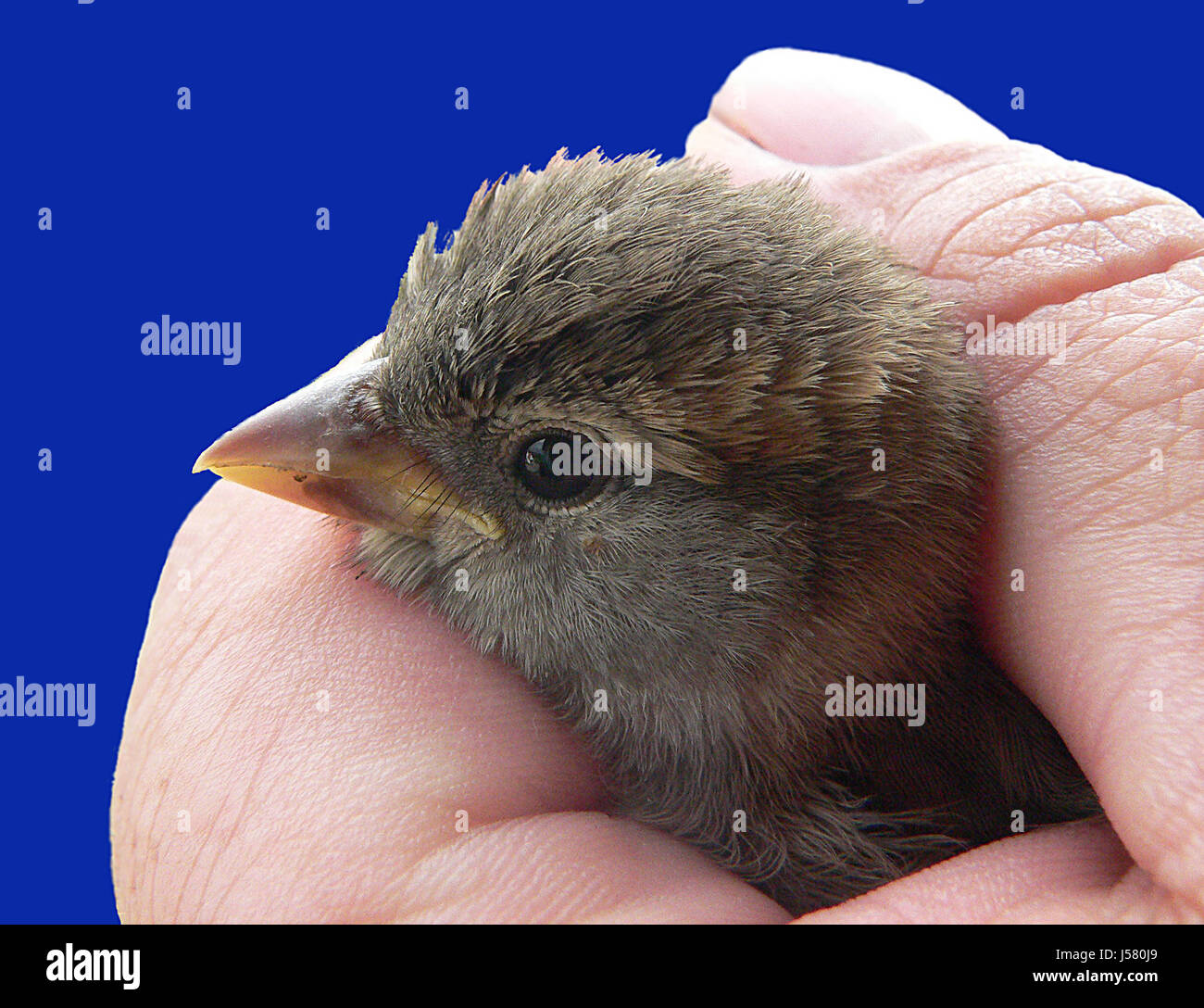 Bird hand metaphor hi-res stock photography and images - Alamy