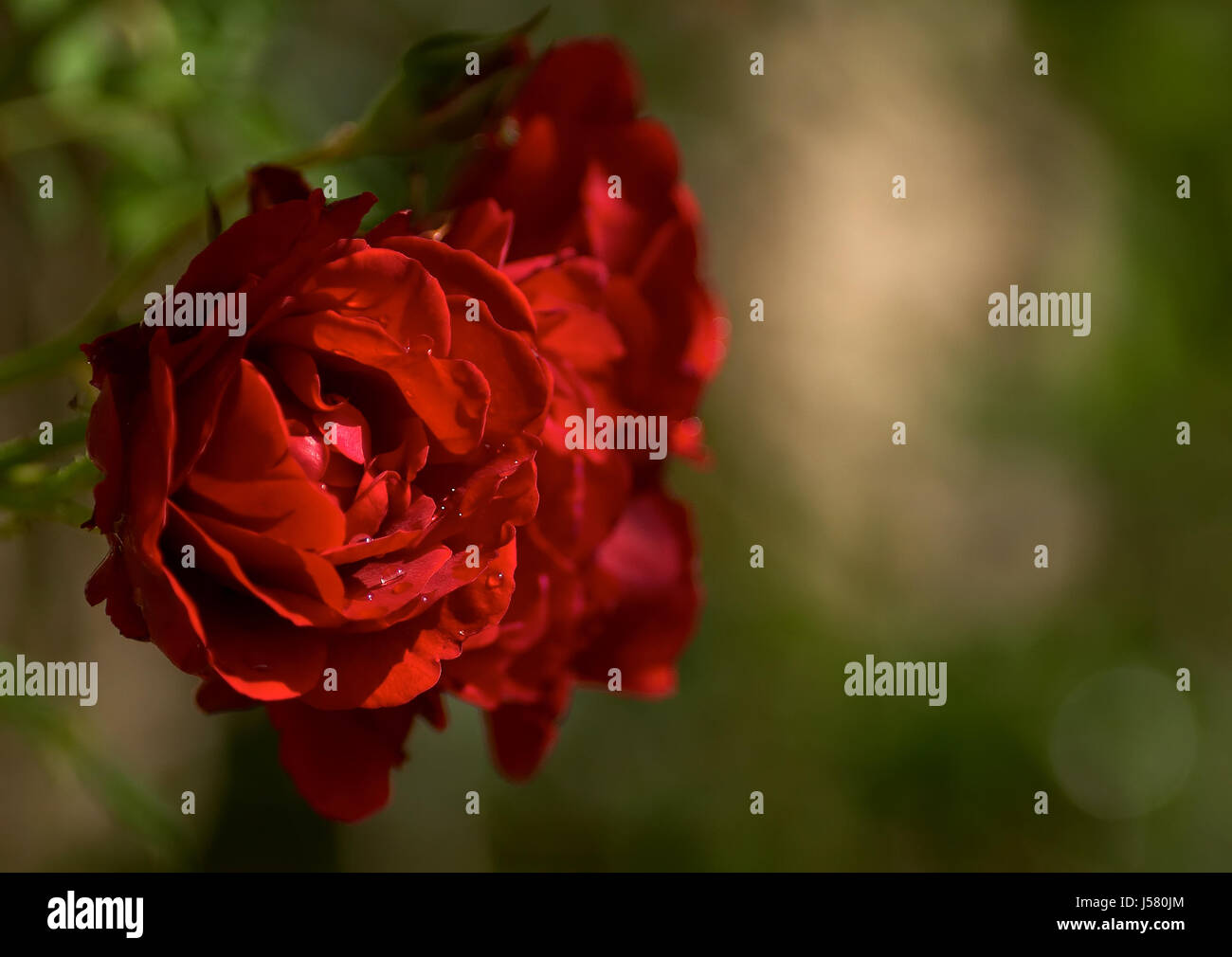 shine shines bright lucent light serene luminous flower plant rose ...