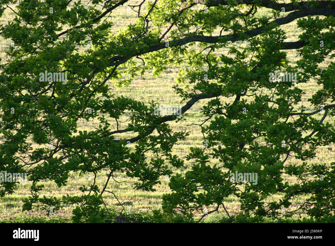 looking through leaves Stock Photo - Alamy
