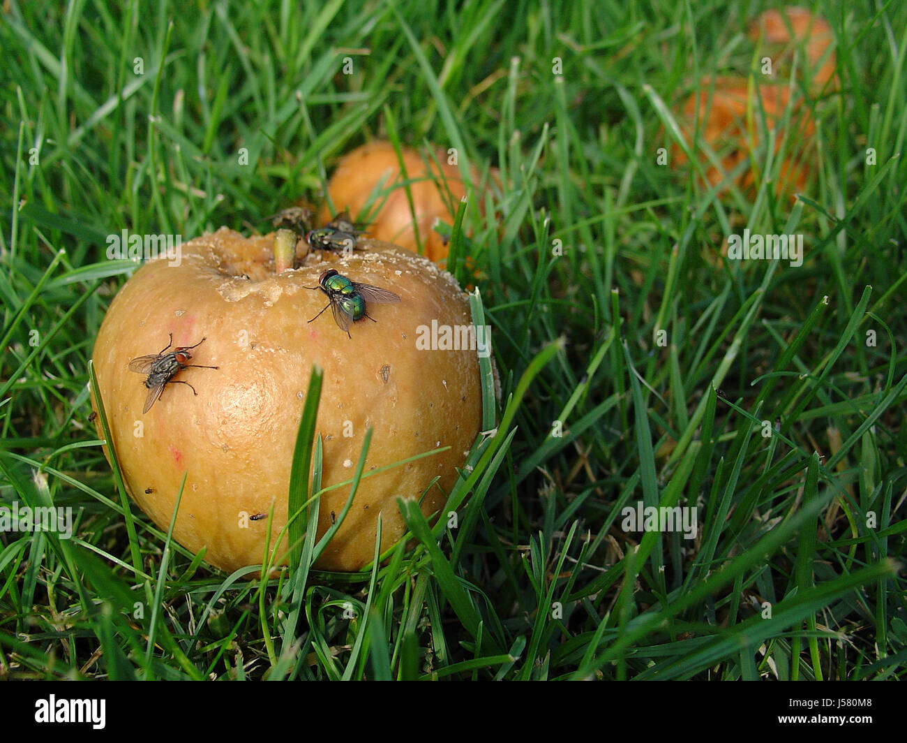flies insect insects apples apple fly lazy box globe planet earth world ...