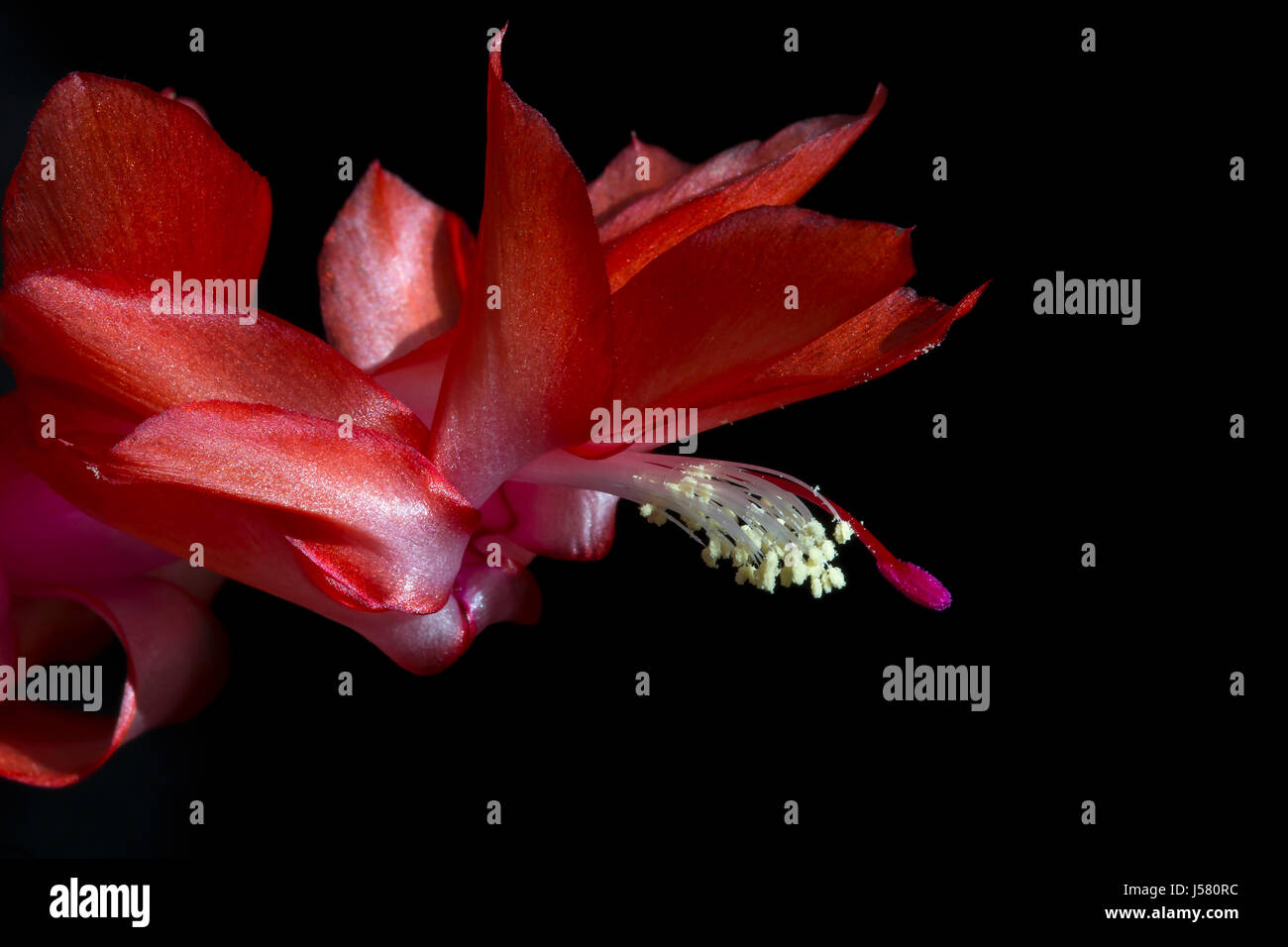 Red schlumbergera flower hi-res stock photography and images - Alamy