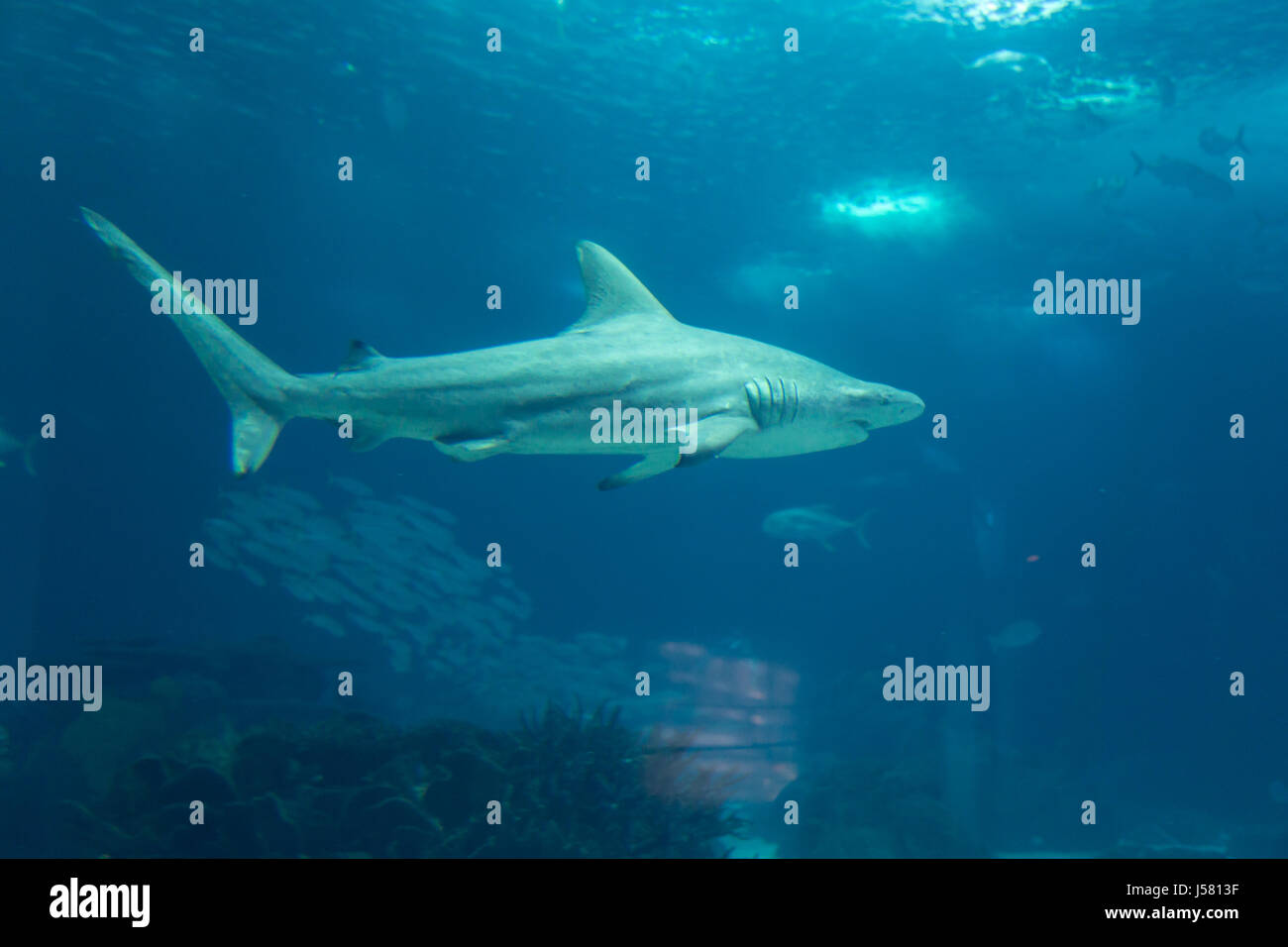 Real Shark Underwater in Natural Aquarium Stock Photo - Alamy