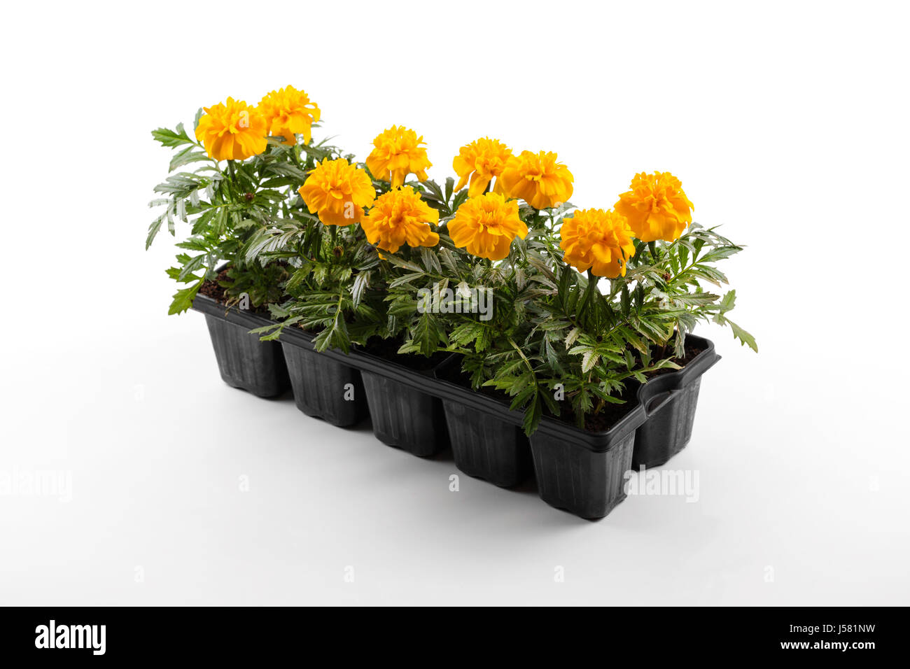 Marigold seedlings hi-res stock photography and images - Alamy