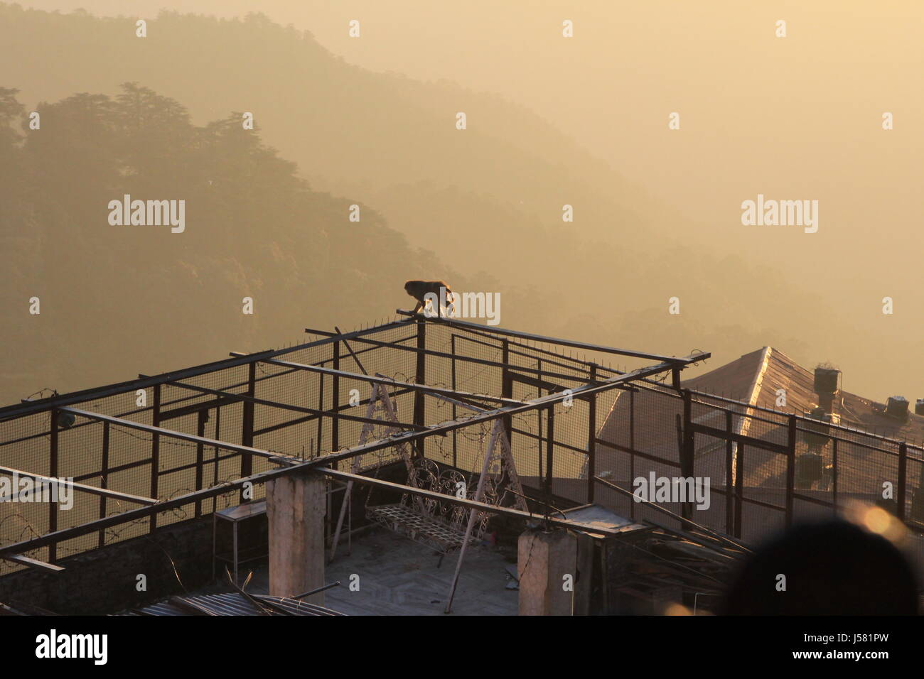 Monkey mountains india hi-res stock photography and images - Alamy