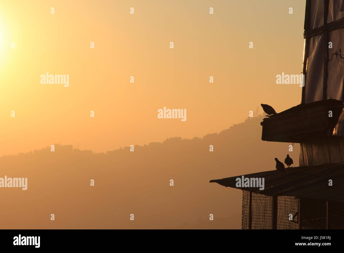 Bird sat on building at sunset with hill sin the background Stock Photo ...