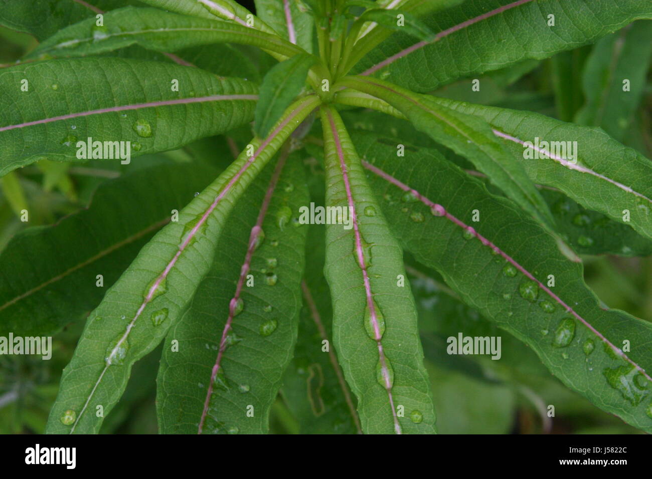 green leaves raindrop wet water drop waterdrop water plant drop drip ...