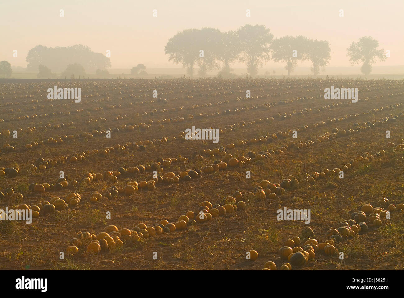 field fog vegetable halloween cucurbits crops tomorrow fog pumpkin ...