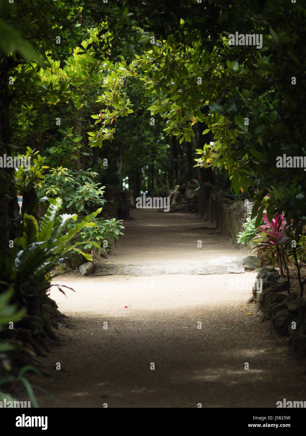 Garcinia trees hi-res stock photography and images - Alamy
