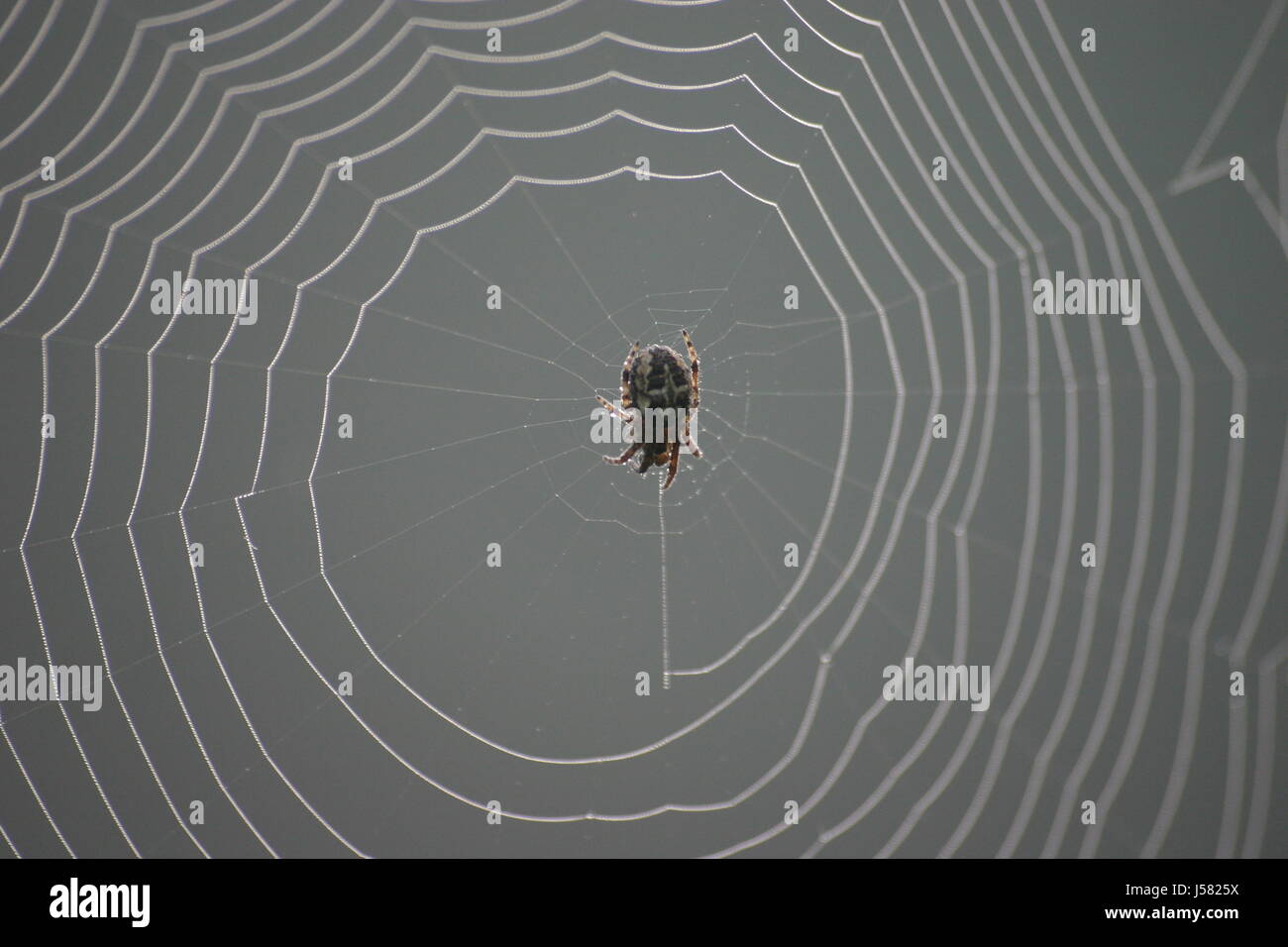counter-light spider dewdrop lurking ambuscading net cobweb spiders web ...