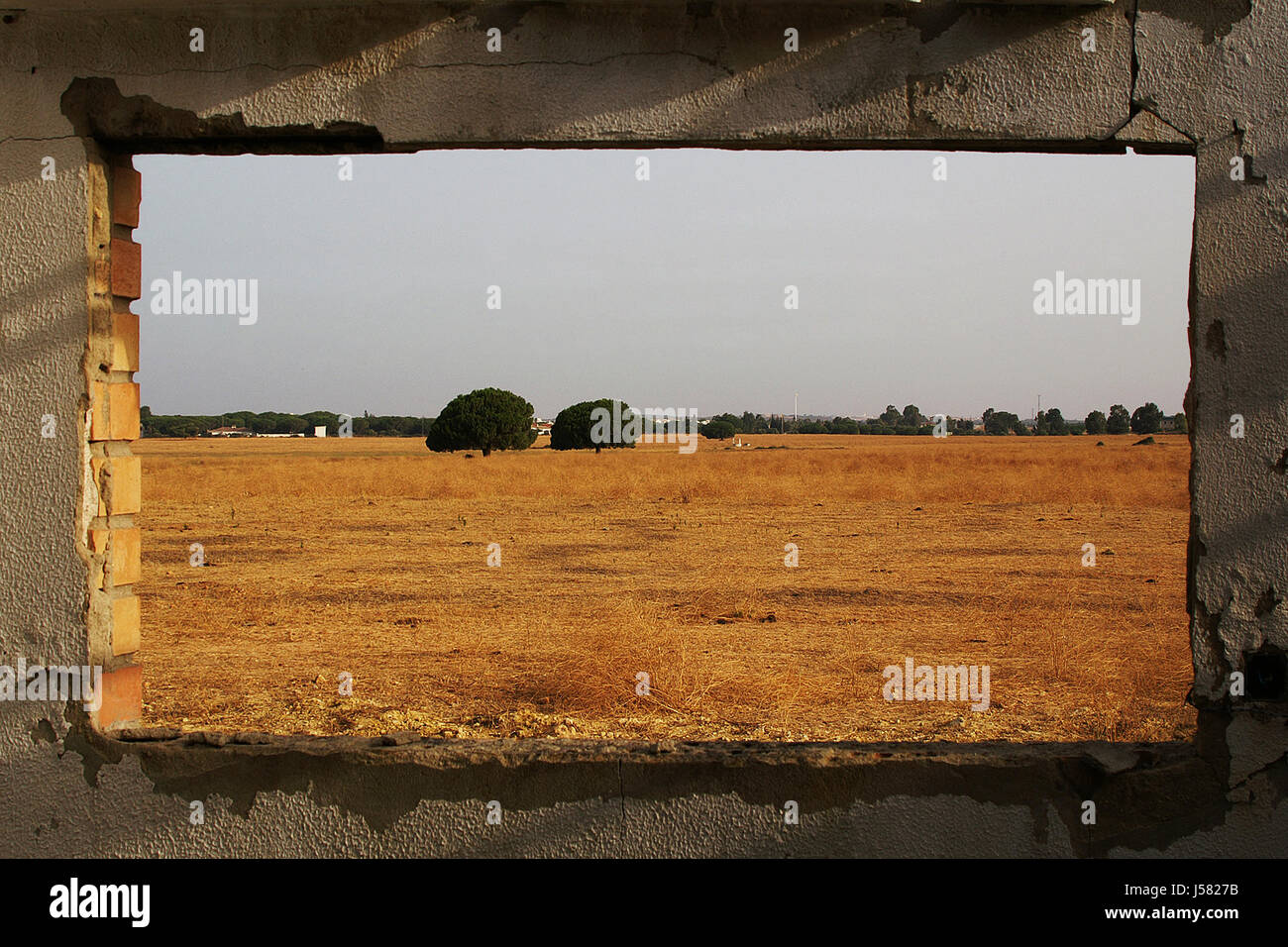 tree trees window porthole dormer window pane spain width grasses idea ...