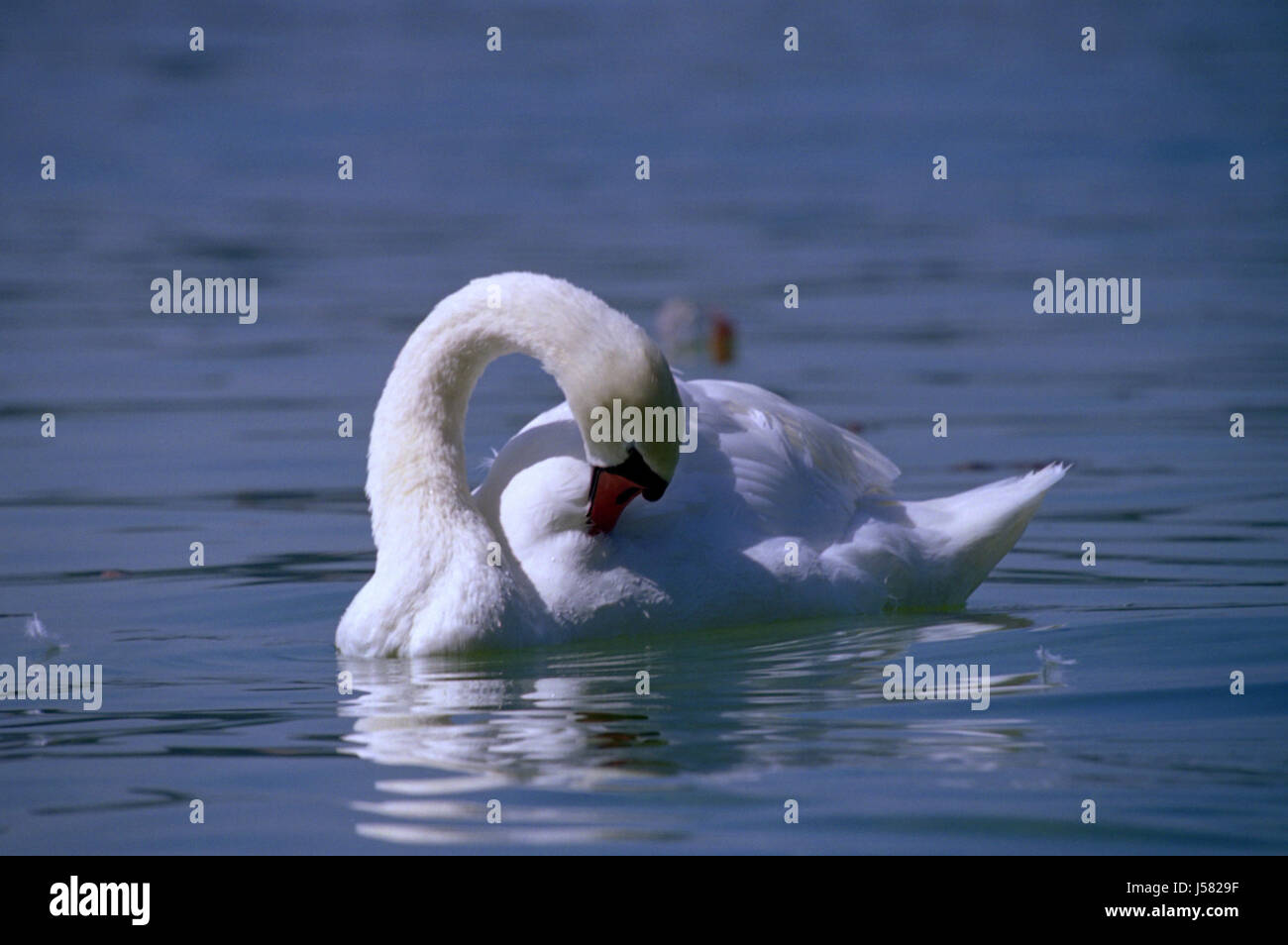 bird swans swan birds munich wash washing furbish laundry behaviour ...