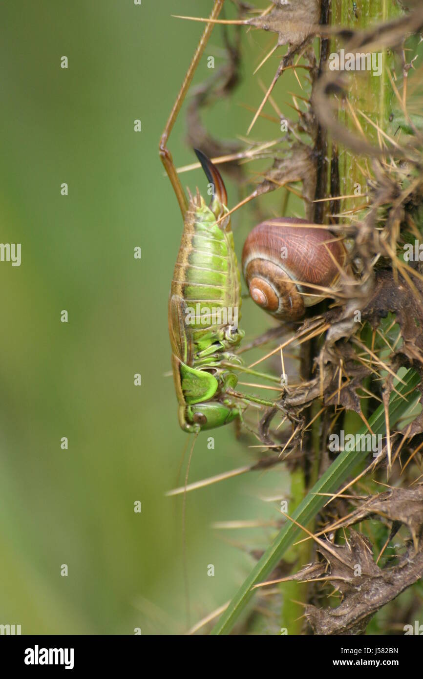 insect green snail snail shell thistle grasshopper downwards ...