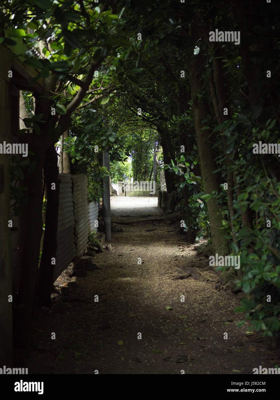 Garcinia trees hi-res stock photography and images - Alamy